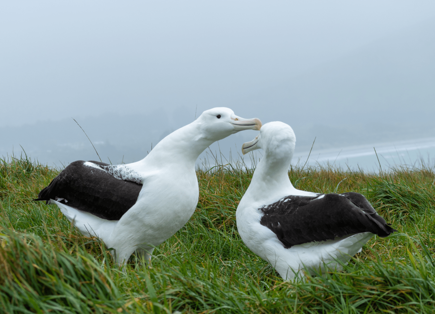 Albatross and Penguins South Island | Queenstown Activities